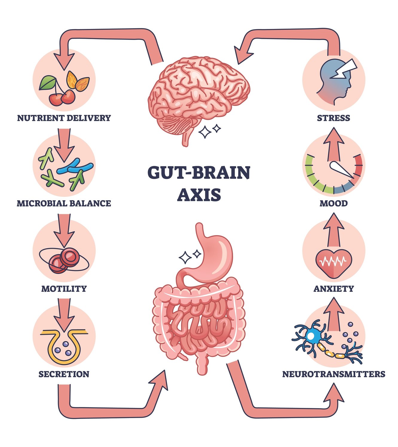 Exploring The Gut Brain Connection And Its Impact On Mental Health